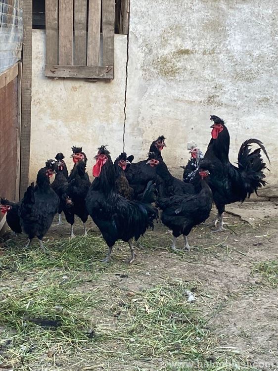 Kosovski pevaci | Halo Oglasi