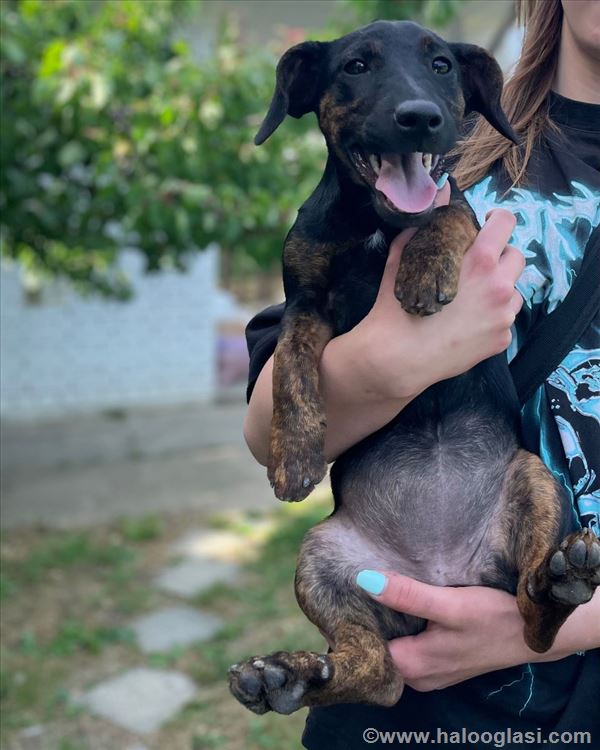 Psi malog rasta traže dom | Halo Oglasi