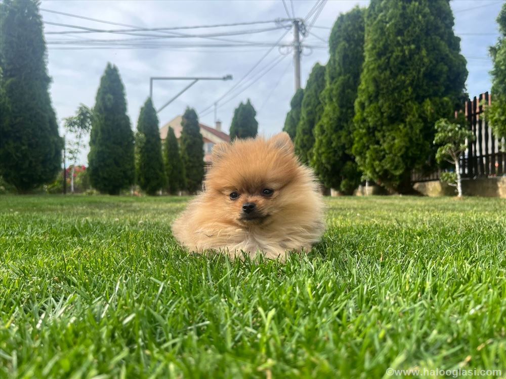 Pomeranac stene | Halo Oglasi