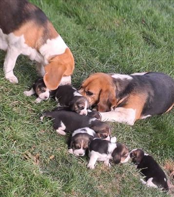 Prodaja pasa i psi na poklon Bigl | Halo oglasi