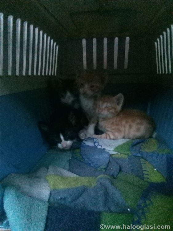 Zemunci mačići | Halo Oglasi