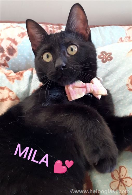 Mila, predivna umiljata maca trazi dom u Bg/NS/Pa | Halo Oglasi