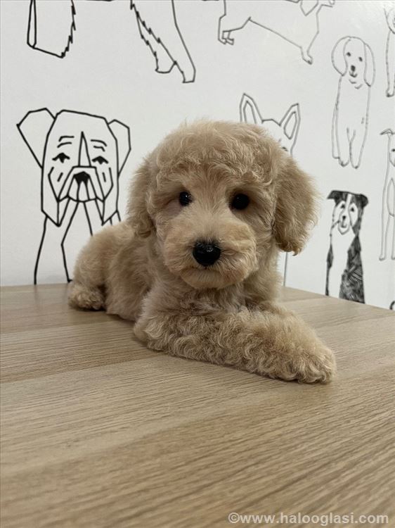 Patuljasta pudla, štene | Halo Oglasi
