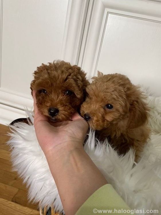 Pudle toy / patuljaste | Halo Oglasi