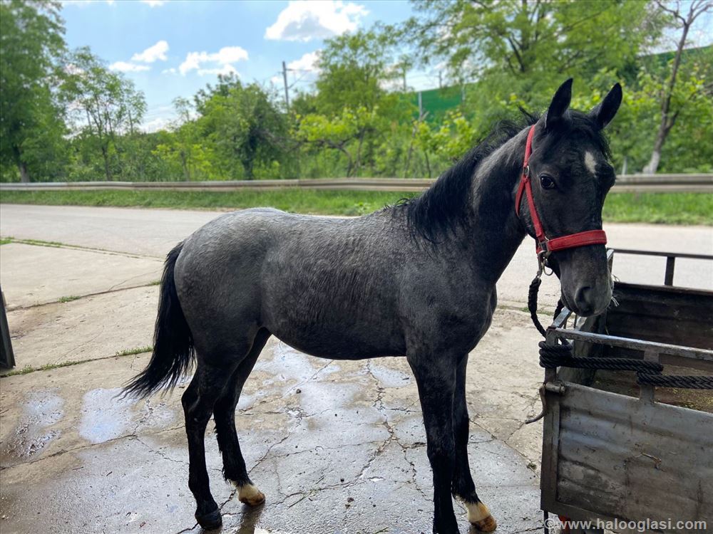 Zdrebe | Halo Oglasi