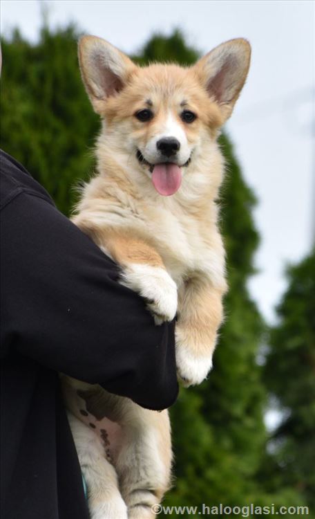 Velški korgi pembrok, štene | Halo Oglasi