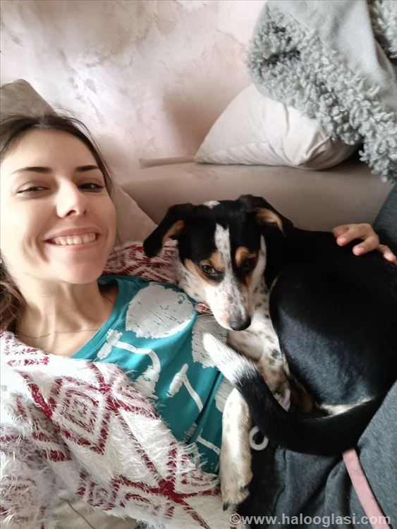 Čuvam kuce i mace | Halo Oglasi