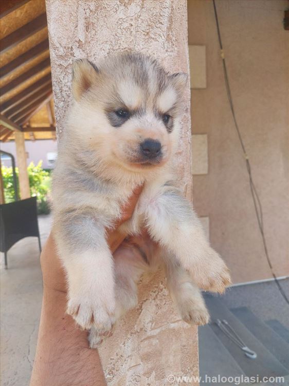 Sibirski haski, štenci | Halo Oglasi
