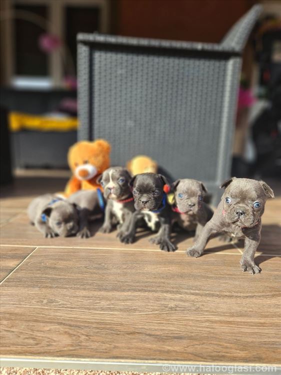 Francuski buldog plavi, prelepi štenci | Halo Oglasi