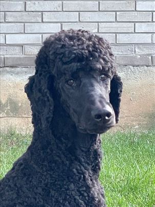 Prodaja pasa i psi na poklon Pudla | Halo oglasi