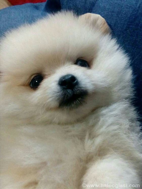 Boo štene pomeranac | Halo Oglasi