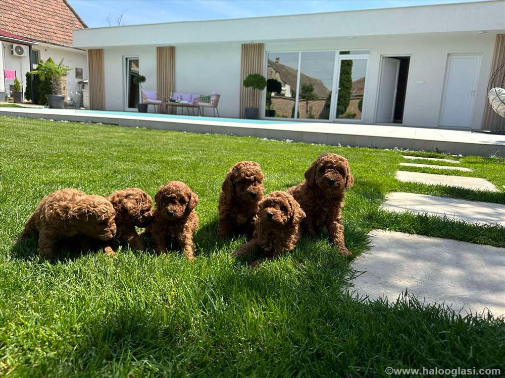 Prelepi štenci mini i patuljaste pudle! | Halo Oglasi