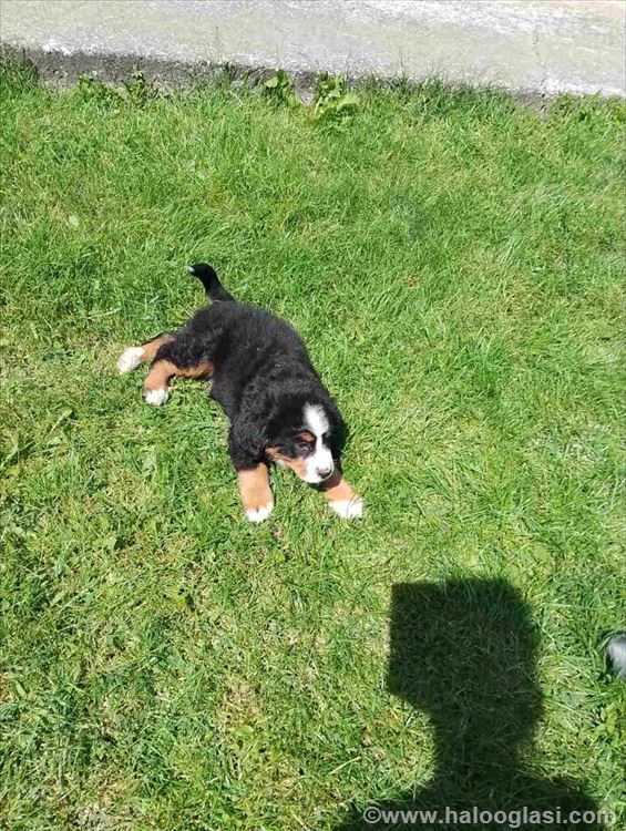 Bernski pastirski pas, štene | Halo Oglasi