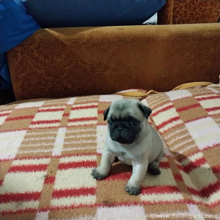Mops , štene | Halo Oglasi