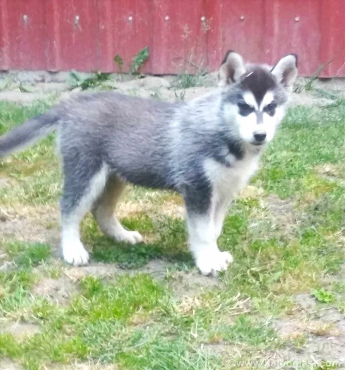 Sibirski haski , štene | Halo Oglasi