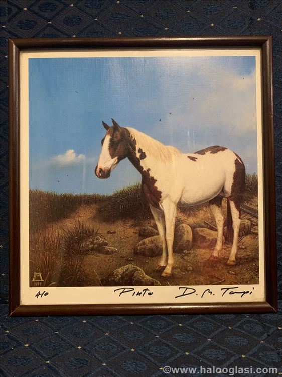 Dragan Malešević Tapi - Pinto | Halo Oglasi