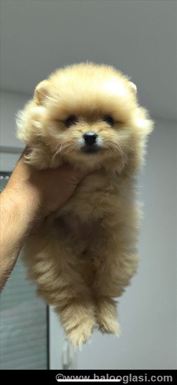 Pomeranci mini boo | Halo Oglasi