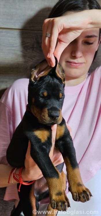 Doberman, štene | Halo Oglasi