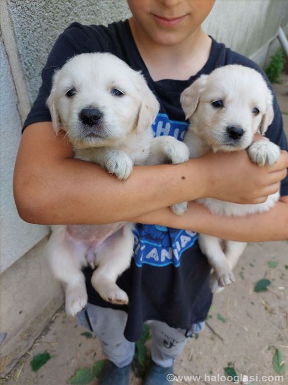 Zlatni retriver, štene | Halo Oglasi