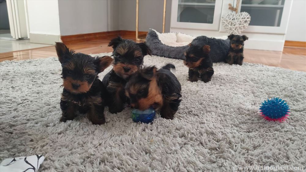 Jorkširski terijer mini jorki | Halo Oglasi