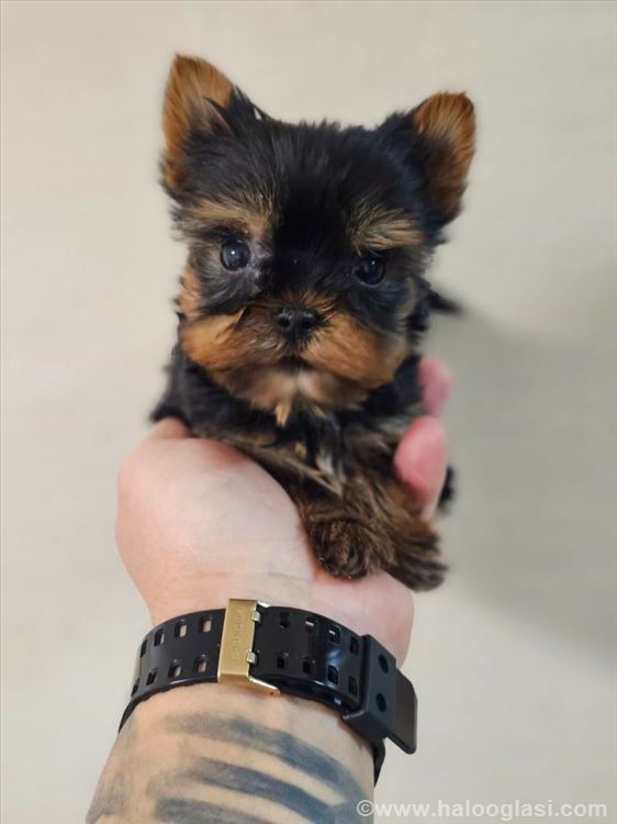 Mini Joksirski Terijeri spremni za preuzimanje | Halo Oglasi