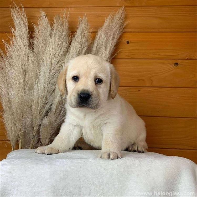 Štenci labradora žute boje | Halo Oglasi