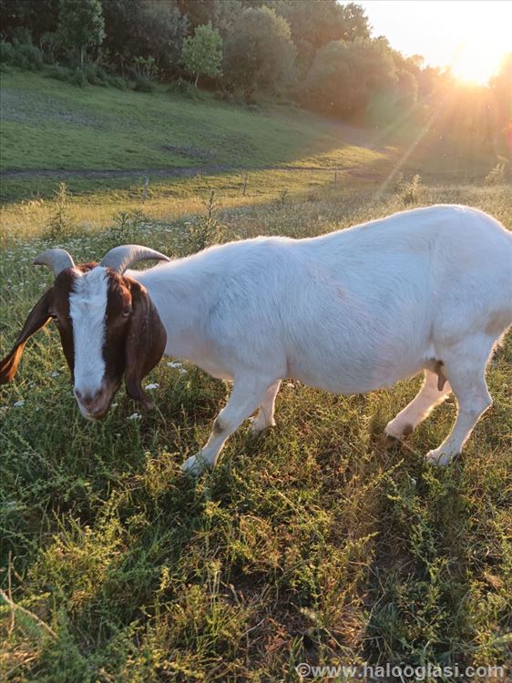 Burska koza i jare na prodaju | Halo Oglasi