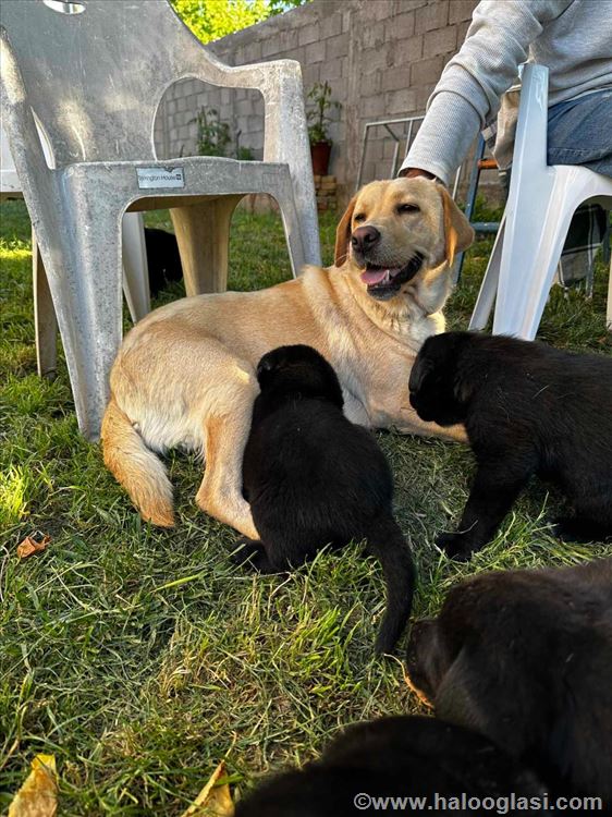 Labrador retriver mešanac, štene | Halo Oglasi