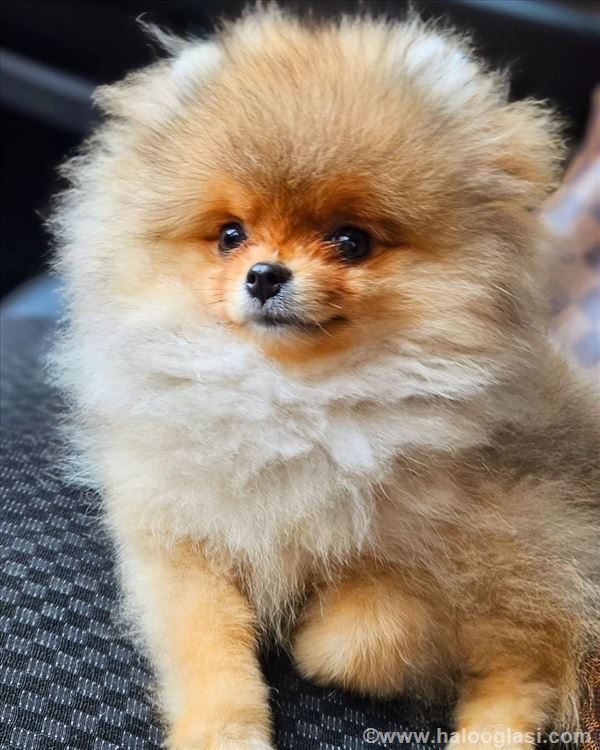 Teacup decak | Halo Oglasi