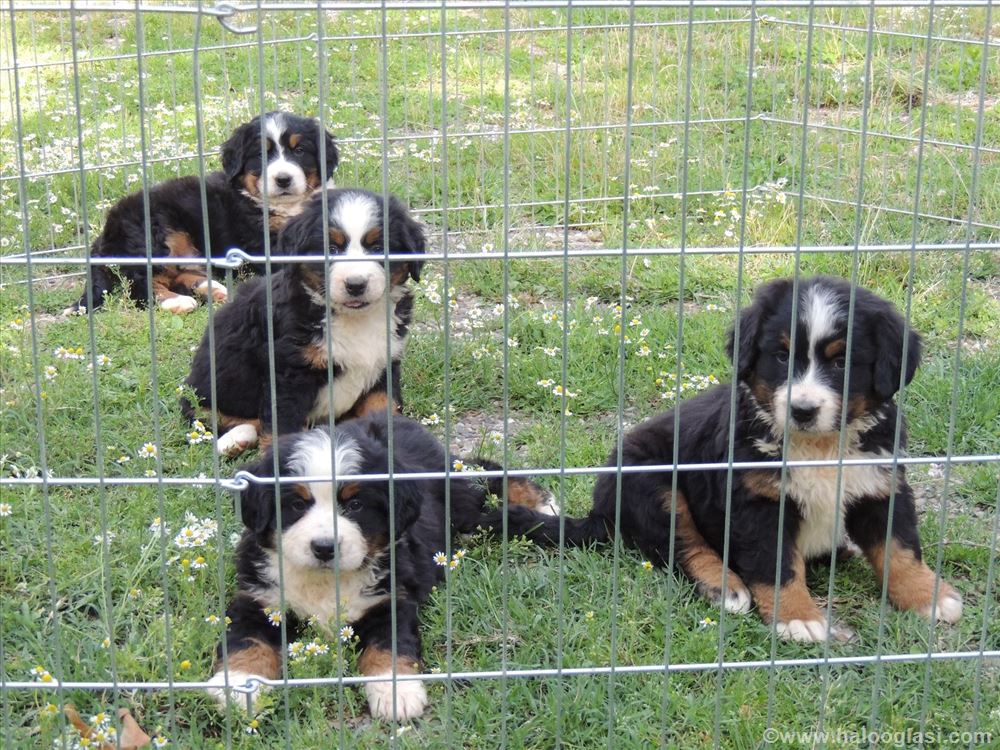 Bernski pastirski pas, štene | Halo Oglasi
