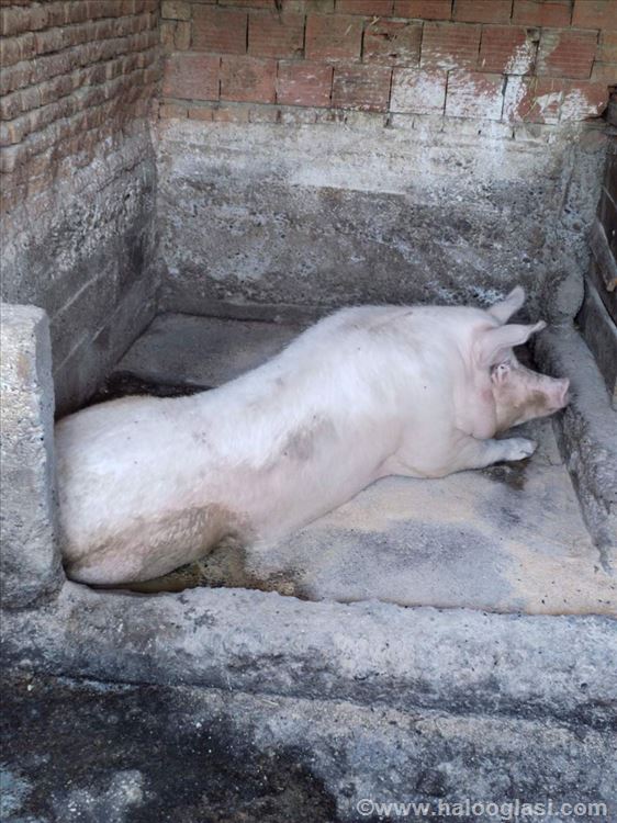 Krmaca | Halo Oglasi