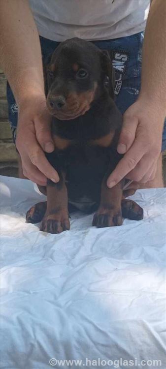 Doberman, štene | Halo Oglasi