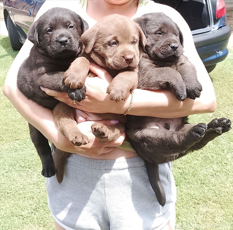 Labrador retriver, štene | Halo Oglasi