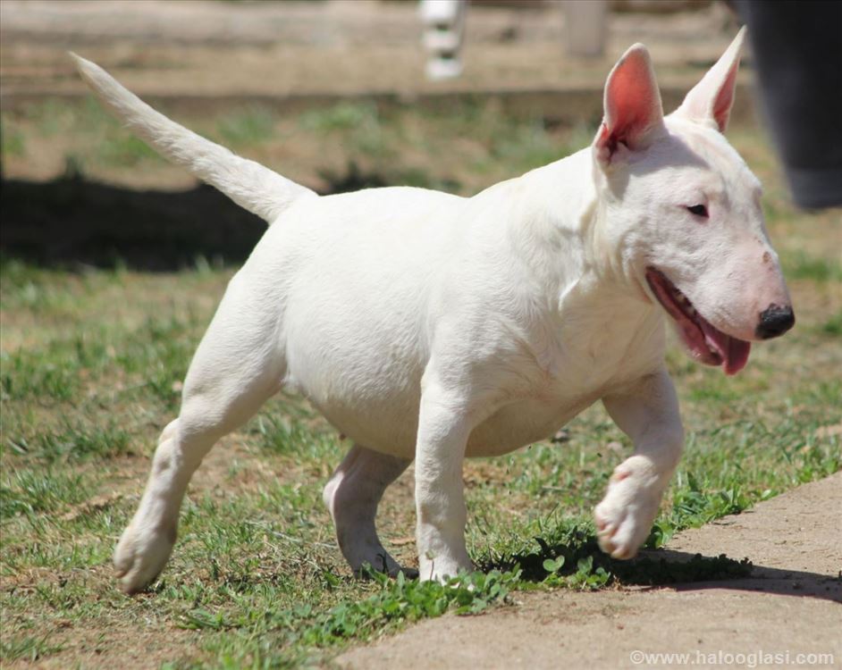 Mini Bull Terijer štenci | Miniature Bull Terrier | Halo Oglasi