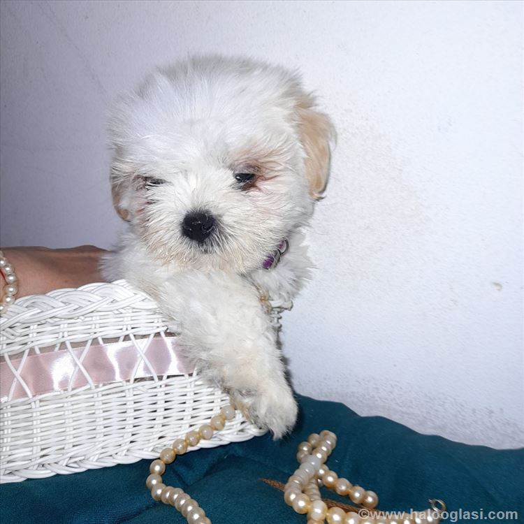 Mini maltipoo, shi cu štene dečak | Halo Oglasi