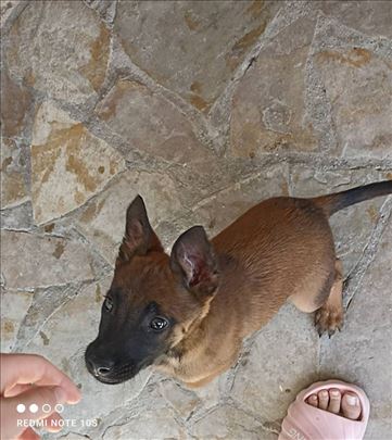 Prodaja pasa i psi na poklon Malinoa, Belgijski ovčar | Halo oglasi