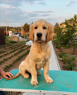 Prodaja pasa i psi na poklon Zlatni retriver | Halo oglasi