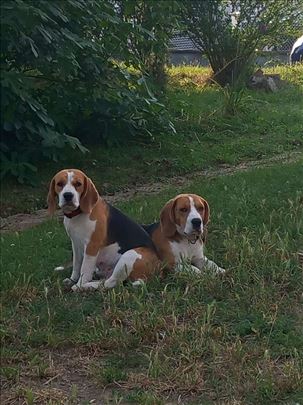 Prodaja pasa i psi na poklon Bigl | Halo oglasi