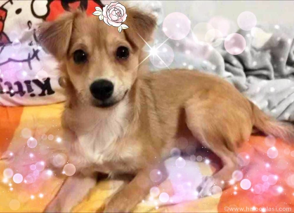 Najdivnije stene na svetu Tara trazi dom u Bg/NS/P | Halo Oglasi