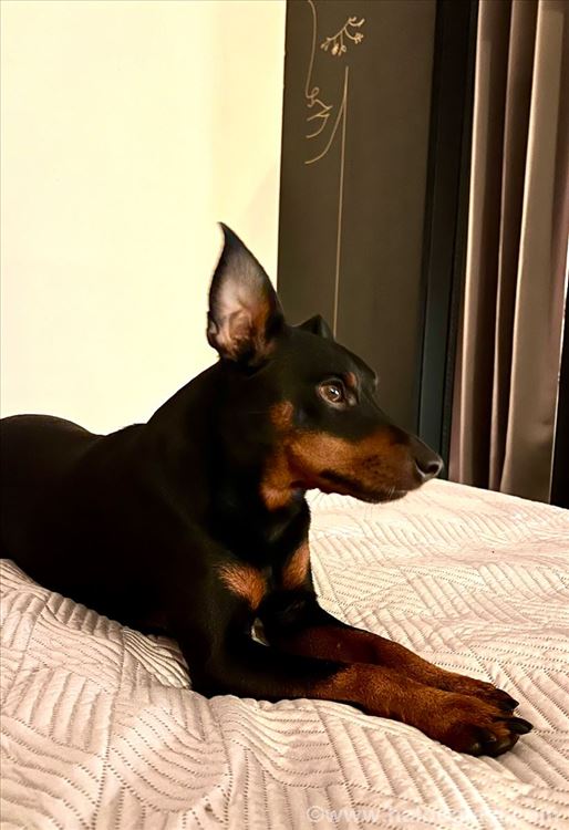 Pinč, za parenje | Halo Oglasi