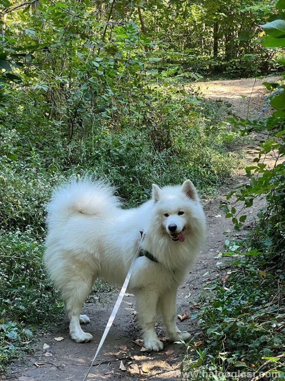 Samojed, odrastao pas za parenje | Halo Oglasi
