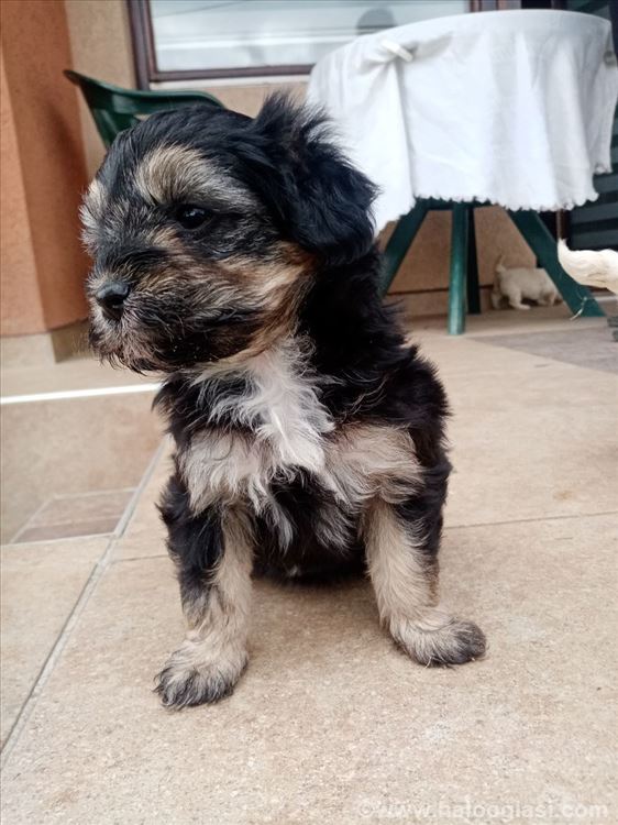 Havanski bišon, štene | Halo Oglasi
