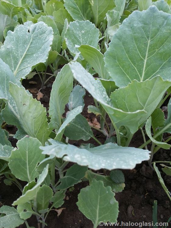 Rasad kupusa | Halo Oglasi