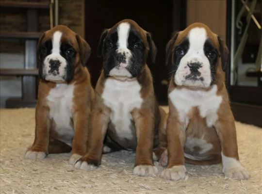 Prodaja pasa i psi na poklon Nemački bokser | Halo oglasi