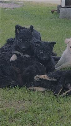 Prodaja pasa i psi na poklon Vojvođanski pulin | Halo oglasi