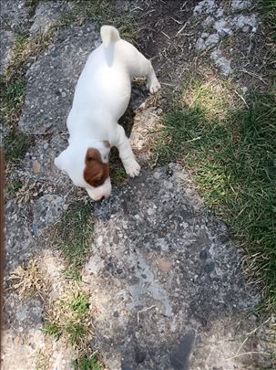 Prodaja pasa i psi na poklon Džek Rasel terijer | Halo oglasi