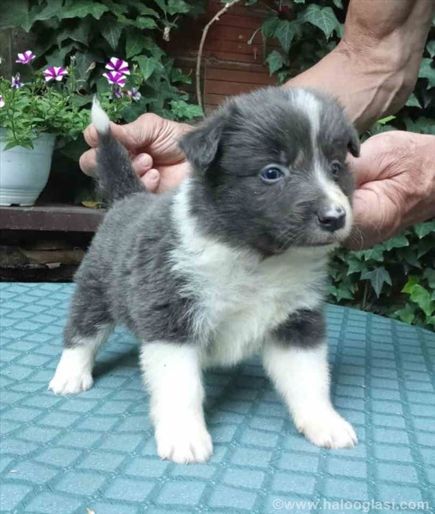 Border Colli top stenad, tricolor | Halo Oglasi