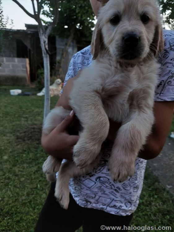 Zlatni retriver, štene | Halo Oglasi