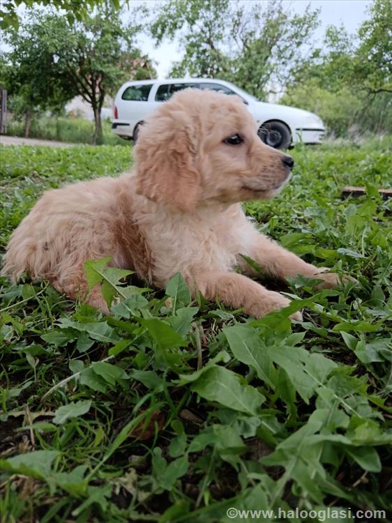 Zlatni retriver, štene | Halo Oglasi
