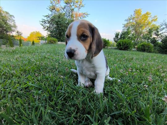 Prodaja pasa i psi na poklon Bigl | Halo oglasi